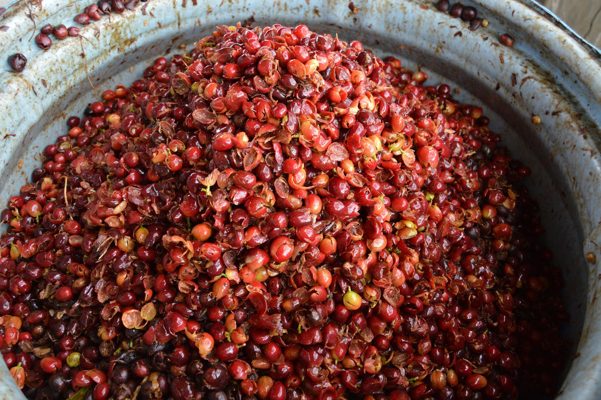 Our New Cascara Iced Tea – Nossa Familia Coffee