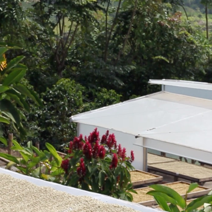 Finca Maputo - Ecuador Coffee Farm – Nossa Familia Coffee